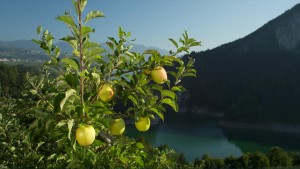 Melasì, the more convenient Melinda apples
