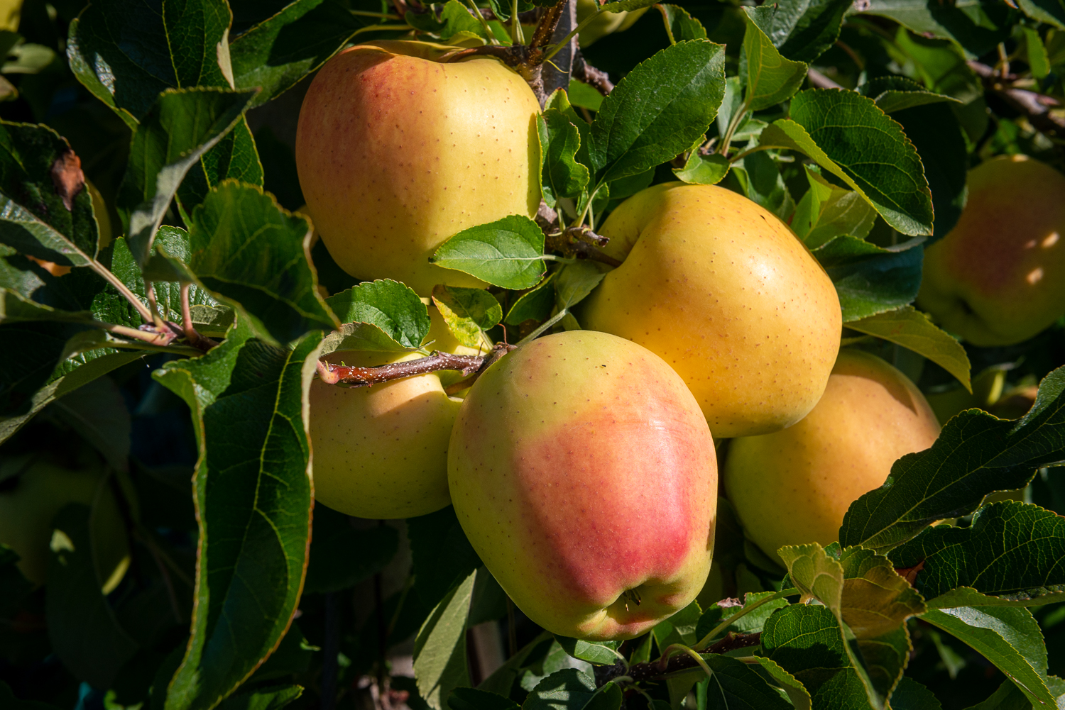 Golden Delicious, la faccetta rossa più famosa della Val di Non